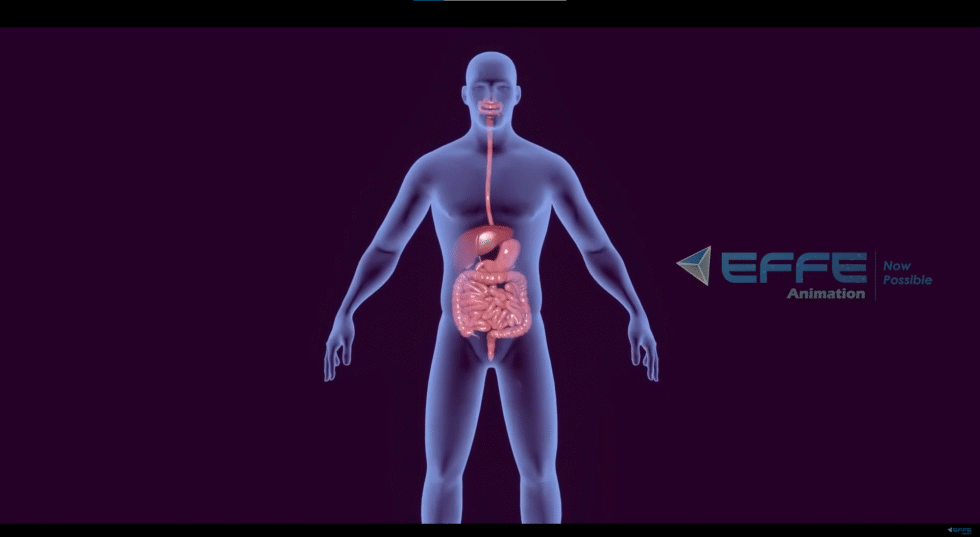 Portfolio: How the Liver Works with the Lungs – Explained through 3D ...